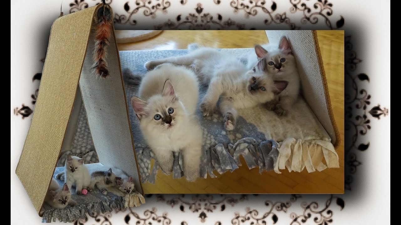 DIY 😻 Kletterzelt Schaukel für Katzen | climbing tent swing for cats ...