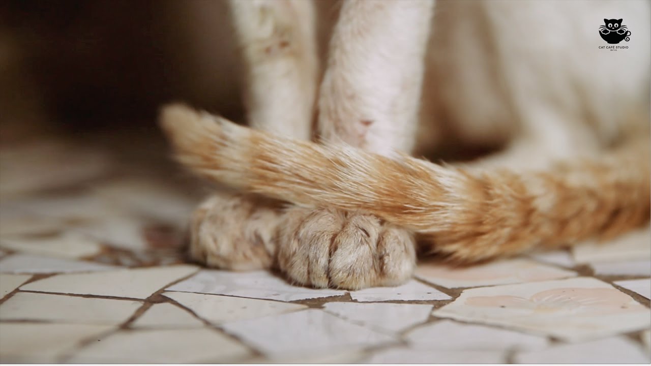 The story of Phoenix - Cat Café Studio - YouTube