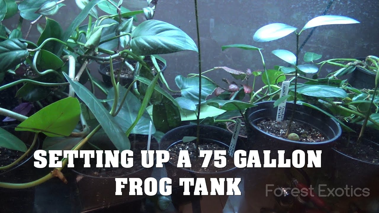 SETTING UP A 75 GALLON FROG TANK - YouTube