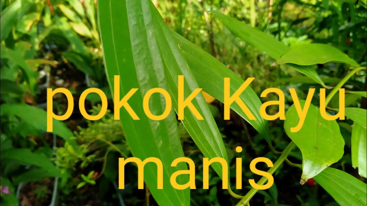 pokok Kayu manis / cinnamon tree - YouTube