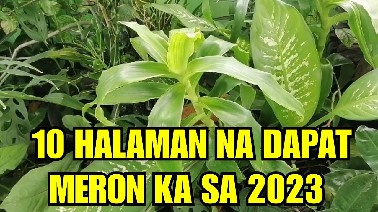 10 Halaman Na Dapat Meron Ka Sa 2023 - YouTube