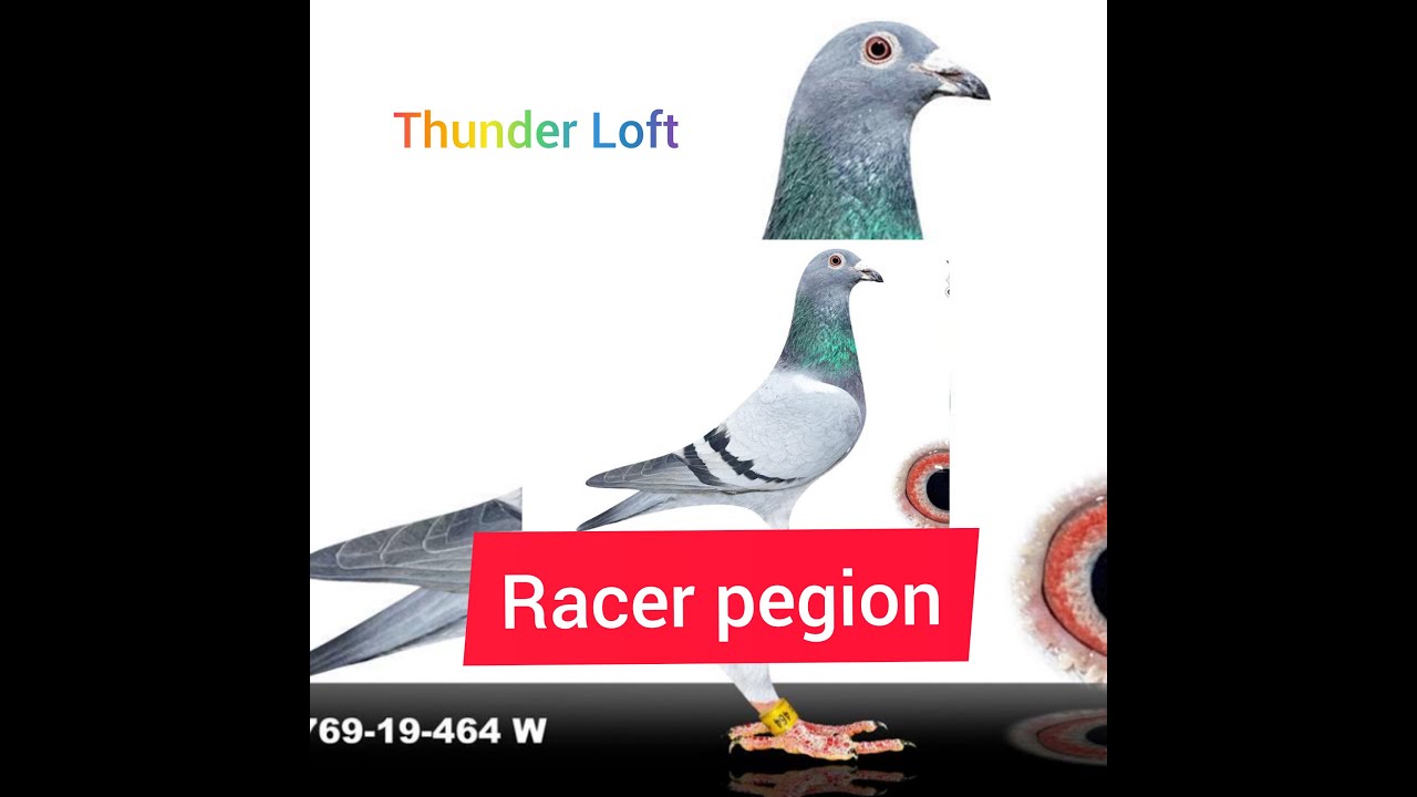 Racer pegion | racing pegions | Home pegion - YouTube