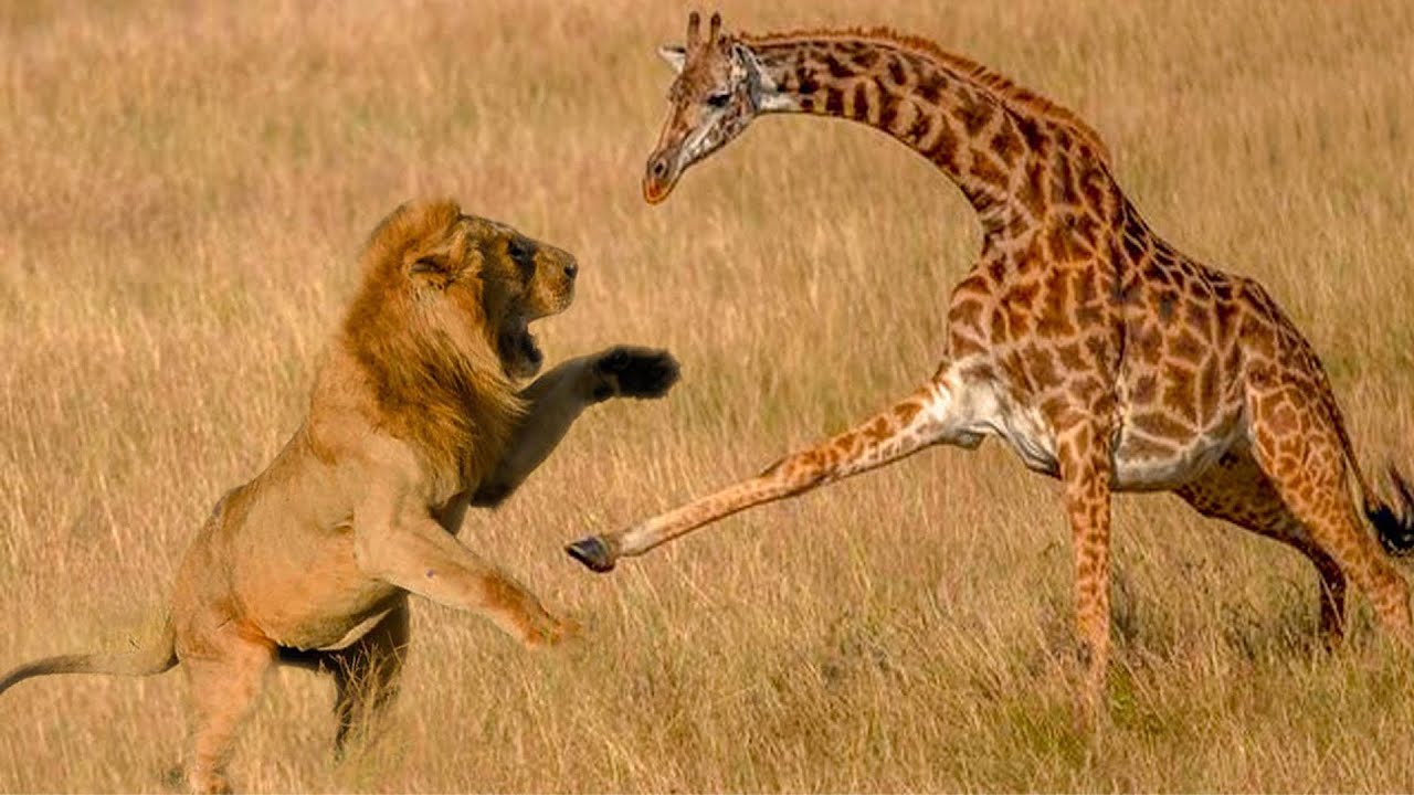 Giraffes vs Lions: The Wild Fight You NEVER Imagined! - YouTube
