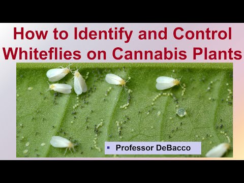 How To Identify White Flies