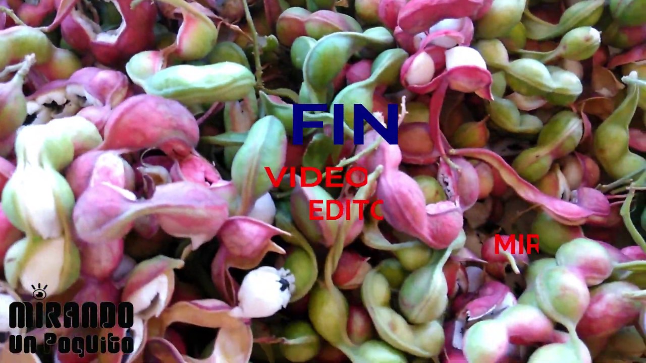 Pinsanes del desierto de california,,Fruta exotica - YouTube