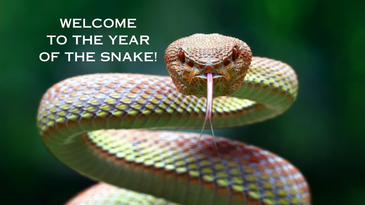 WELCOME TO THE YEAR OF THE SNAKE 🐍 #yearofthesnake #spirituality # ...