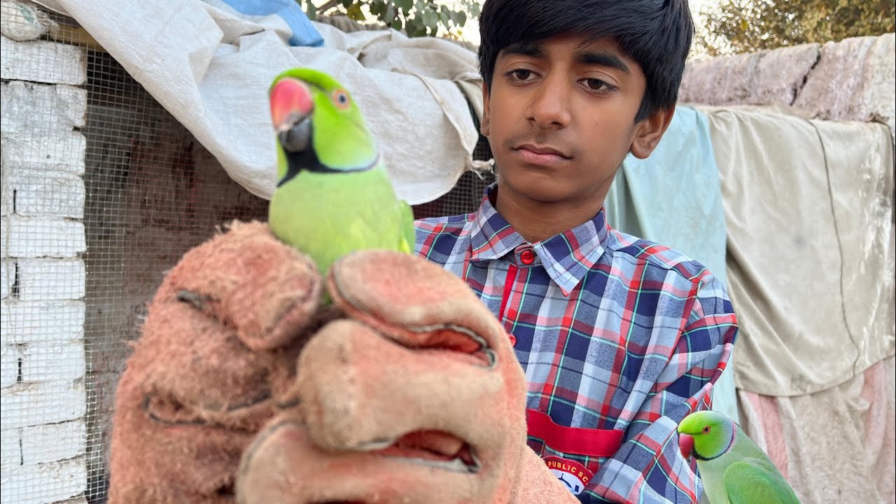 Ring neck parrot a gaya 😍 - YouTube