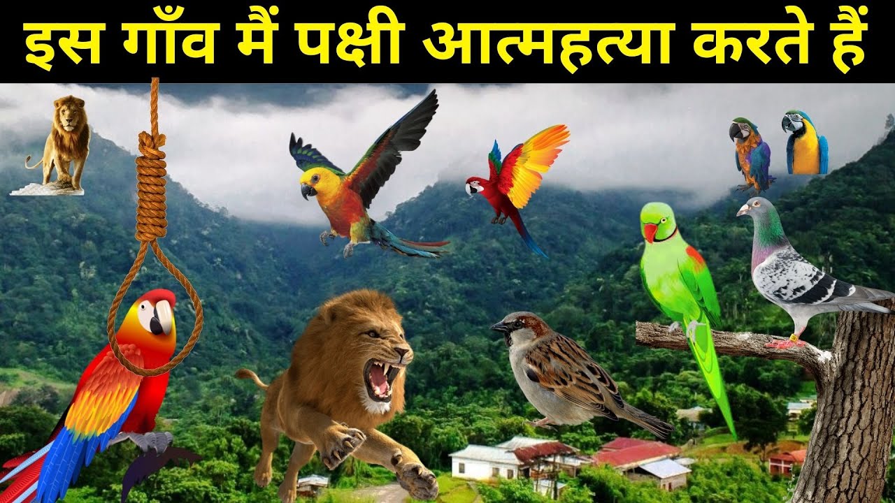 jatinga valley assam haunted story in hindi | jatinga assam story ...