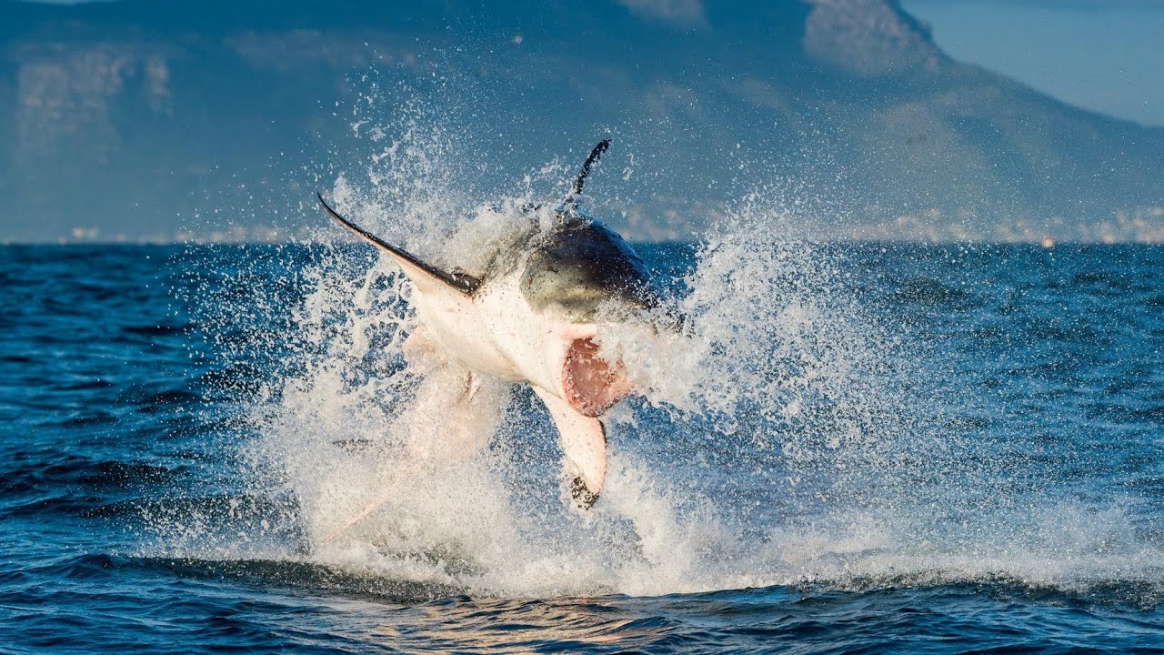 Great White Shark Jumping Out of Water - YouTube