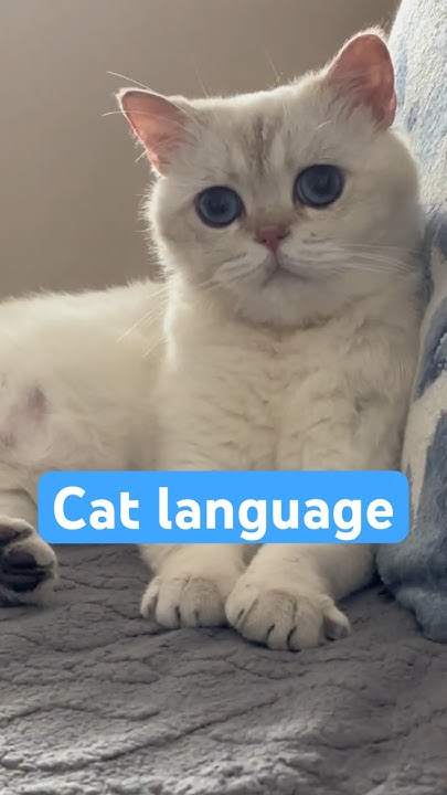 How to Tell Your Cat "I Love You" in Her Language #catbehavior - YouTube