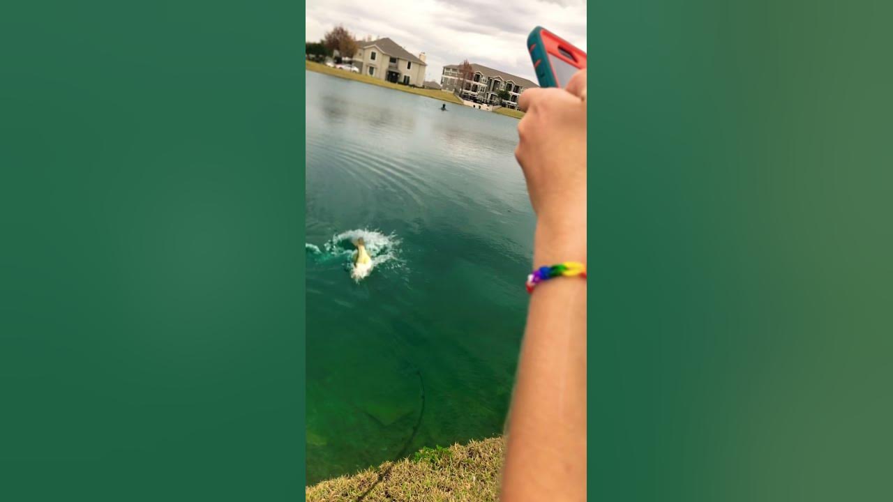 He Caught A 5 Pound Bass YouTube he-caught-a-5-pound-bass-youtube