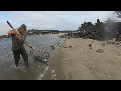 Kayak Crabbing In Waldport Oregon! Huge Dungeness Crab! [Bonus Chinook Salmon].. 8/18/23 - YouTube