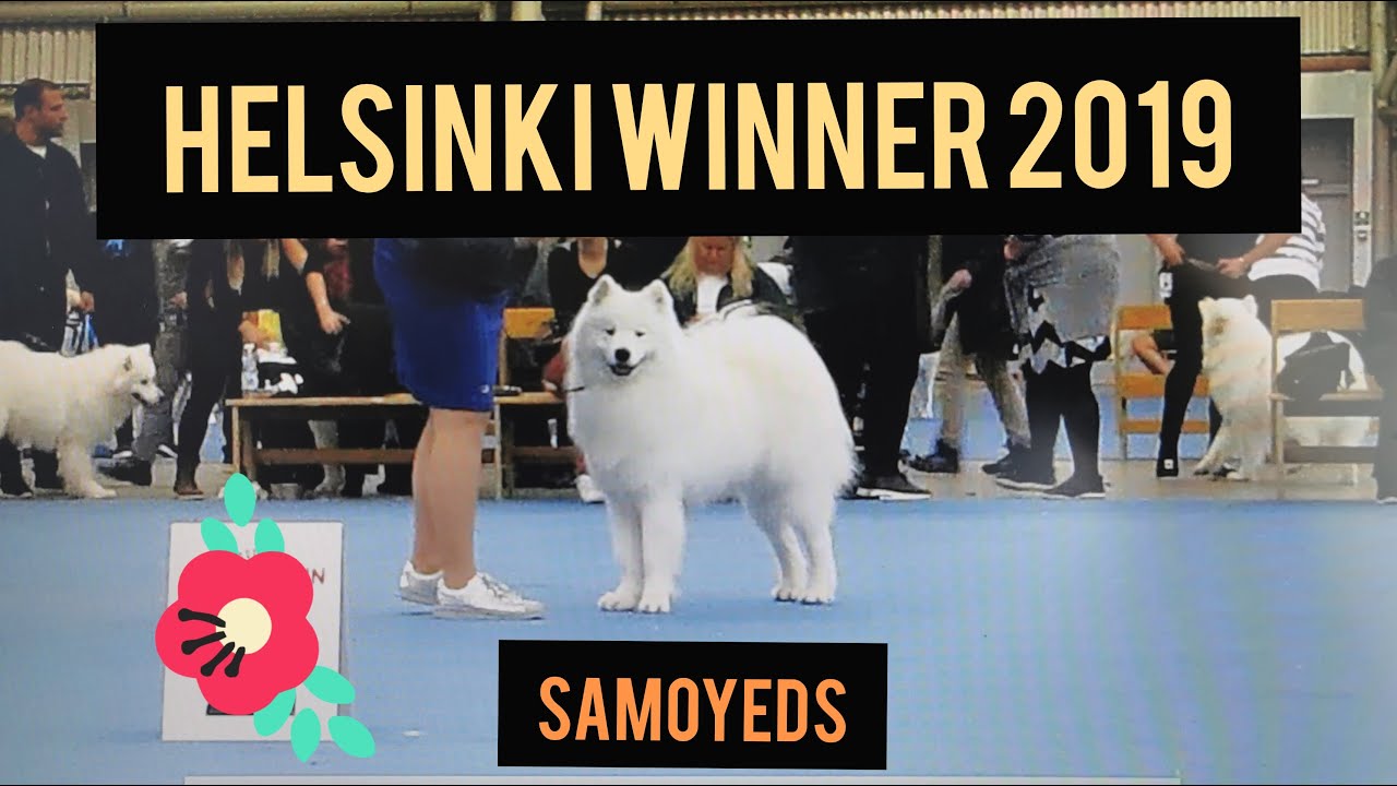 Helsinki Winner 2019 - Samoyeds - International All Breed Dog Show ...