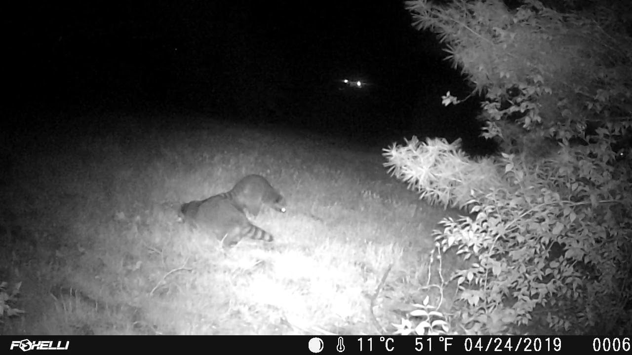 Foxelli Trail camera Night Vision test . Raccoons - YouTube