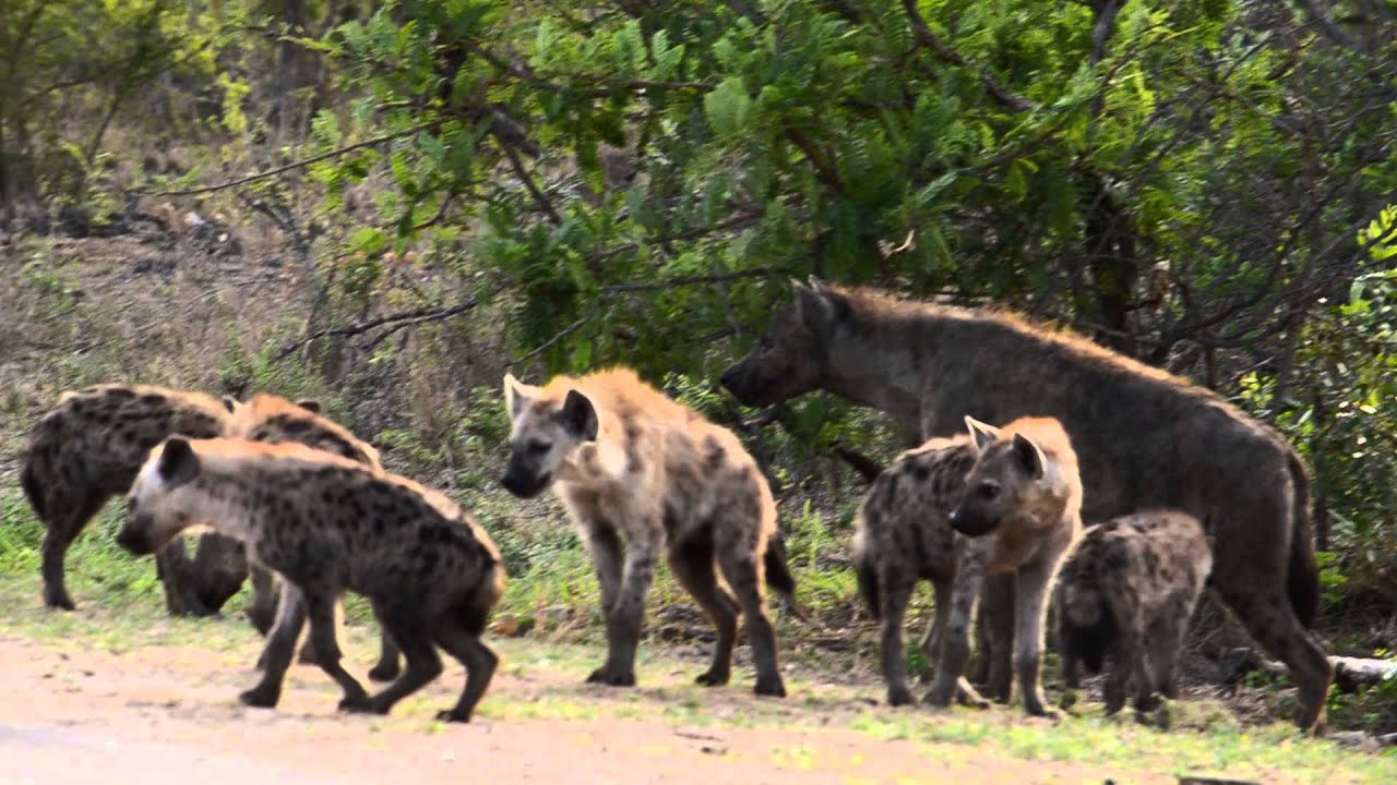 Hyena mom with 8 cubs, nice sighting - YouTube