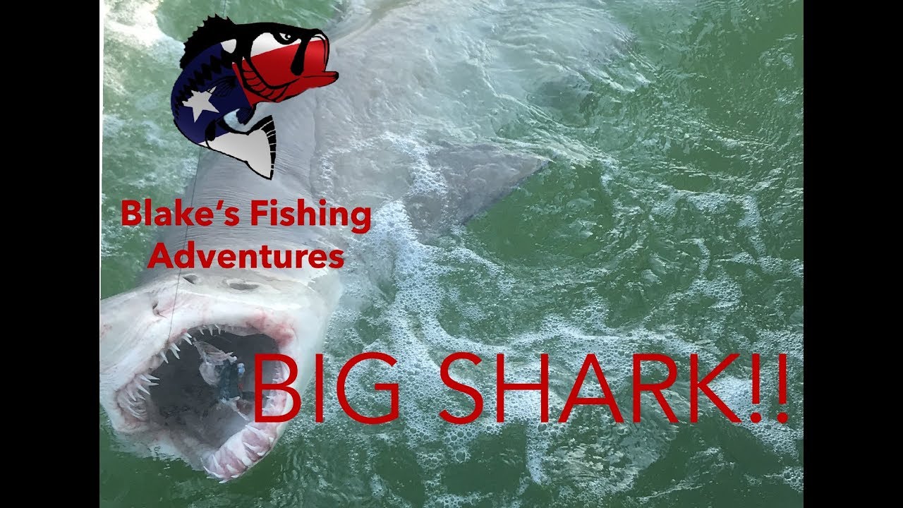 BIG SHARK in Virginia Beach - YouTube