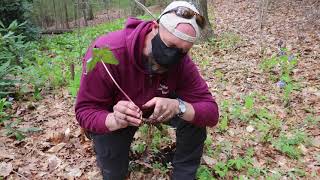 Trillium transplant and division