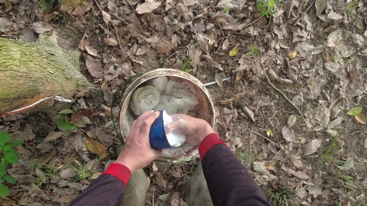 panen getah karet, mulung karet, proses panen lateks getah pohon karet ...