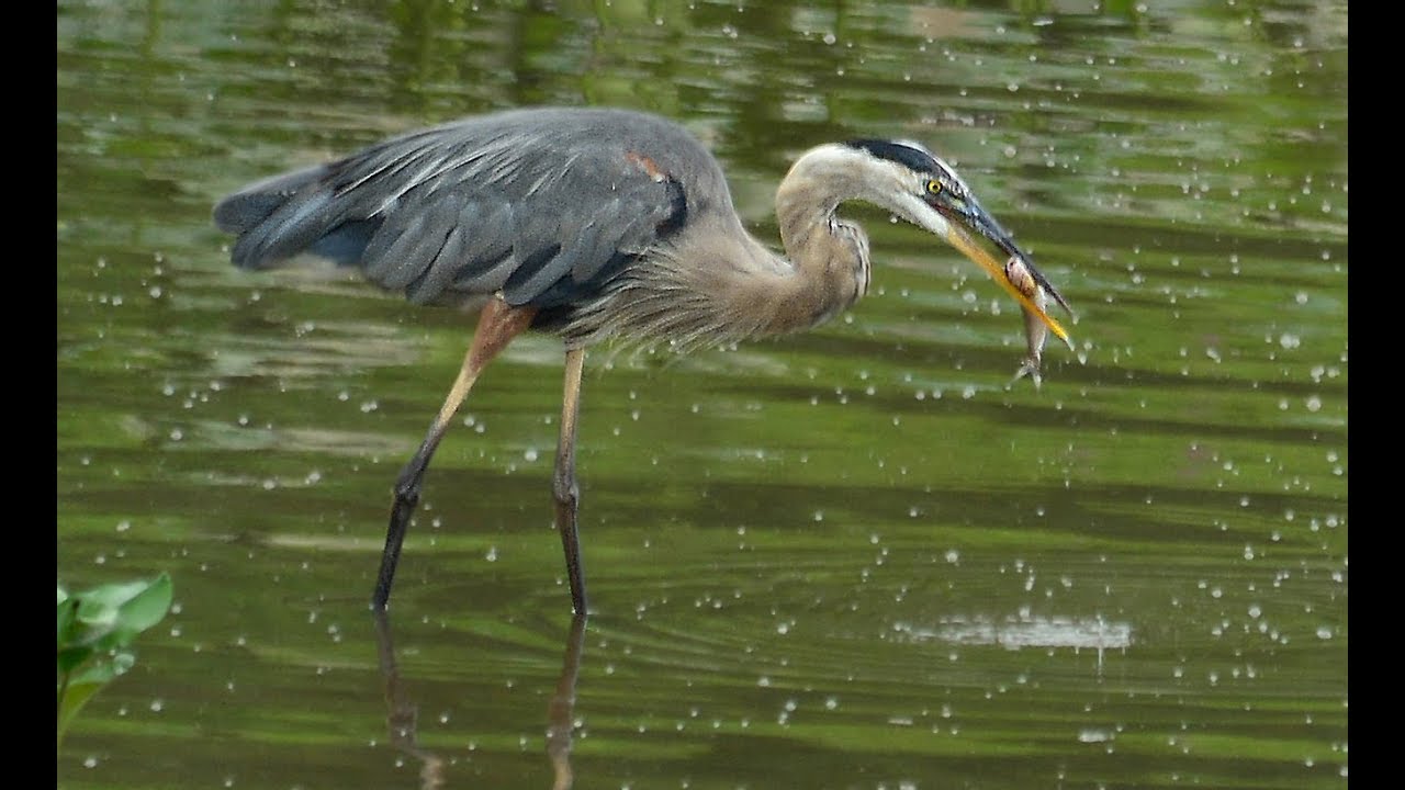 Wildlife and Otherwise on the Delaware River - YouTube