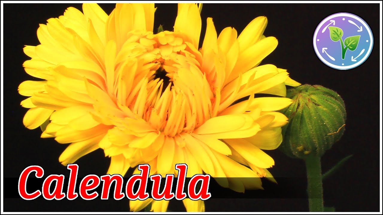 Calendula Flowers | Blooming Flowers Time Lapse 4K - YouTube