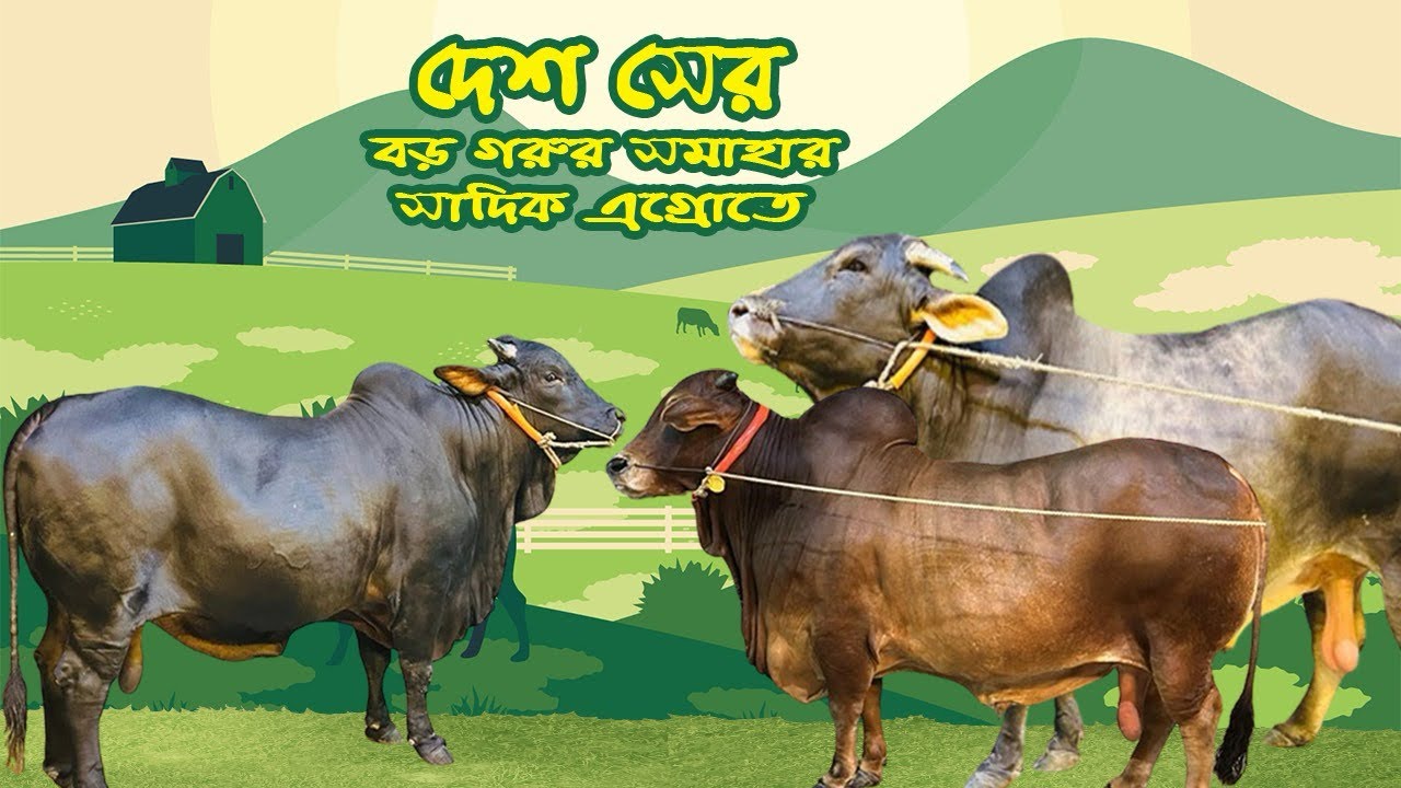 Country's largest herd of cows at Sadeeq Agro || Sadeeq Agro new 2024 ...