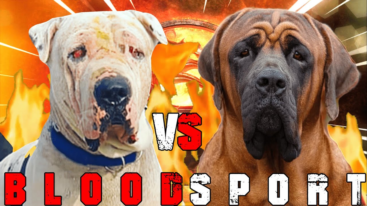 Bully Kutta vs Tosa Inu | Tosa Inu vs Bully Kutta | Powerful Guard Dog ...