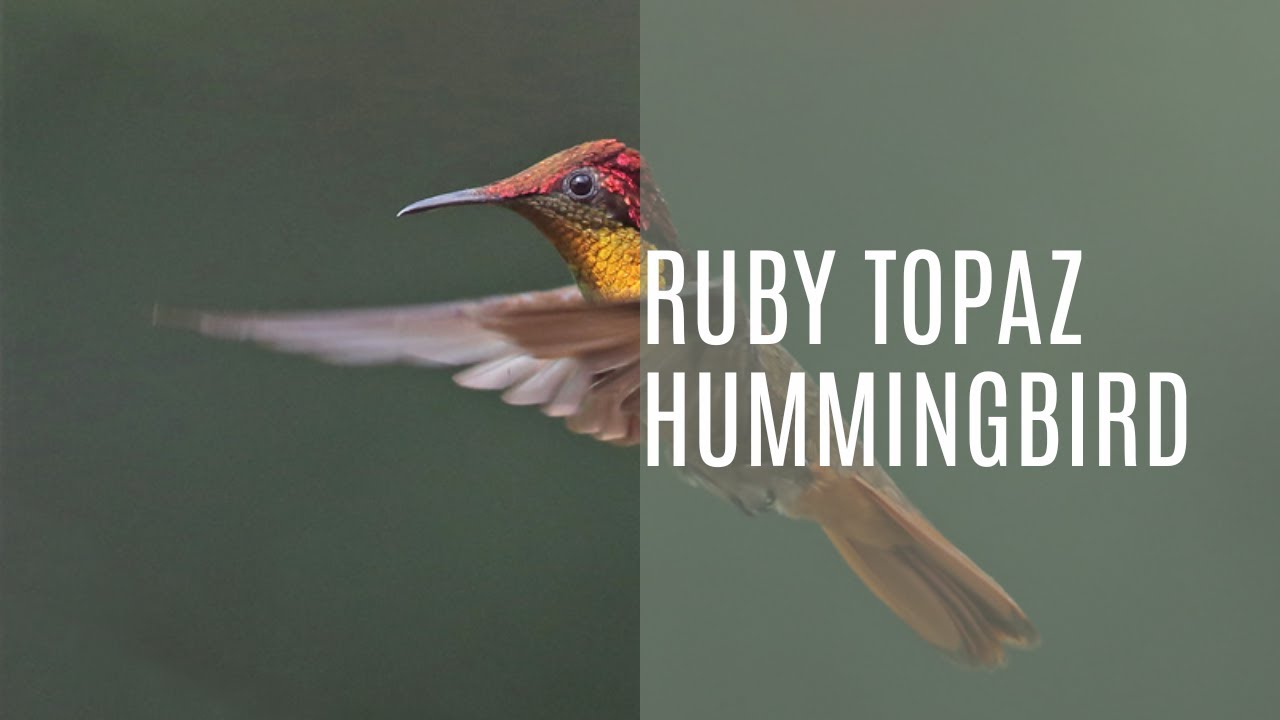 The Wild & Colorful World of Ruby Topaz Hummingbird (Chrysolampis ...