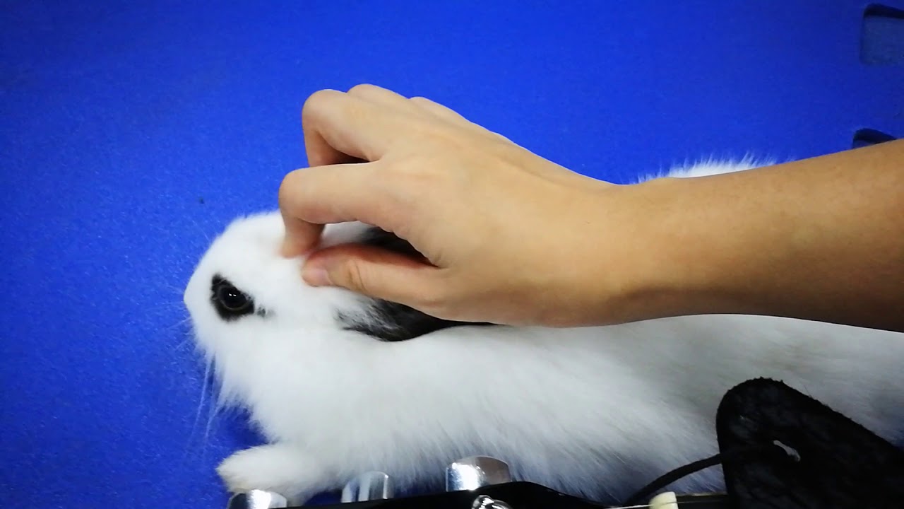 Haru the Dojo Rabbit 20190411 - YouTube