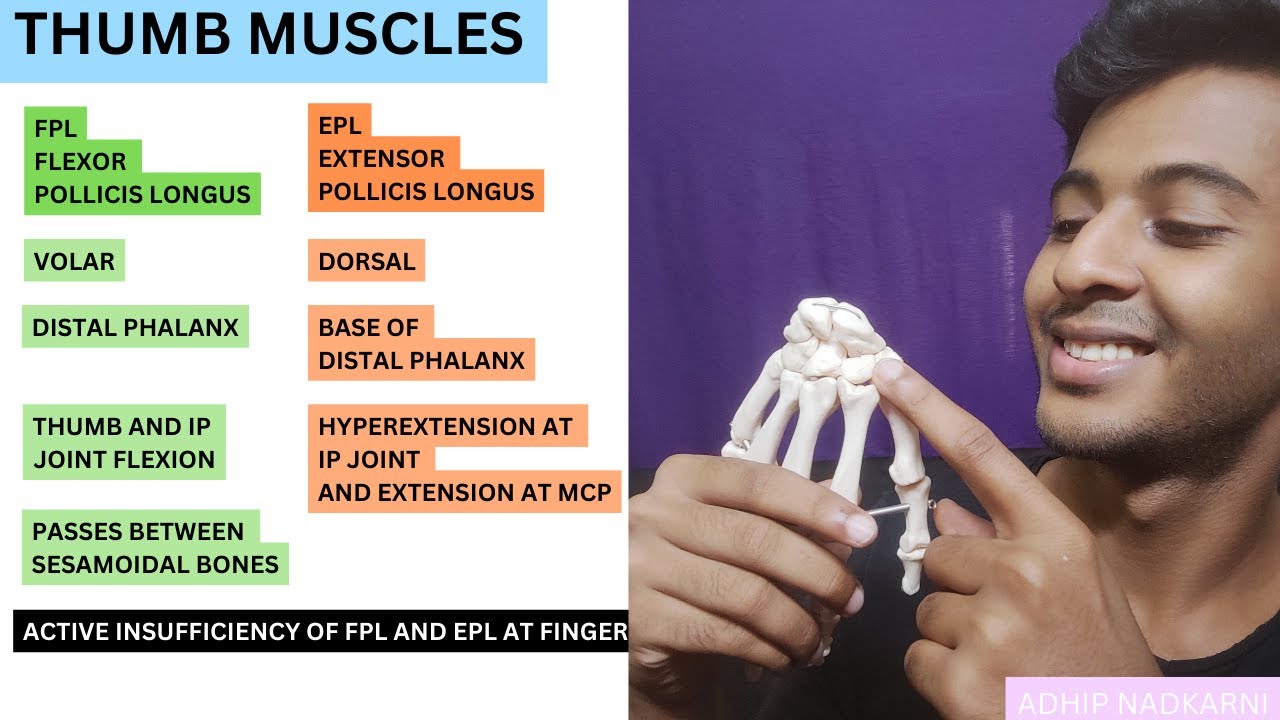 EXTRINSIC MUSCLES OF THUMB( HAND COMPLEX BIOMECHANICS)Physiotherapy ...