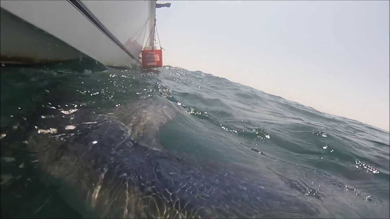 Blue Sharks at the Chicken Canyon - YouTube