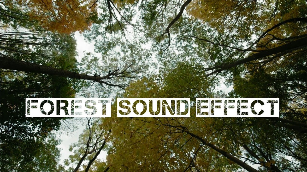 Free sound effect | Forest footage - No copyright video & sound effect ...