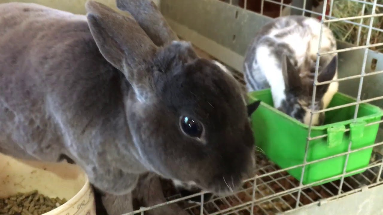 Fireside Rabbitry: First mini rex litters of 2019! - YouTube