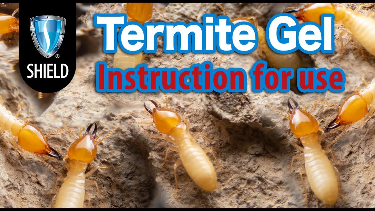 TERMITE GEL - HOW IT WORKS - IN 60 SECONDS - YouTube