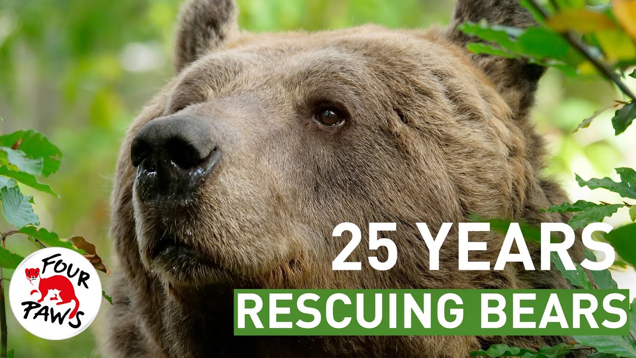 Saving Bears for 25 Years! 🐻 - YouTube