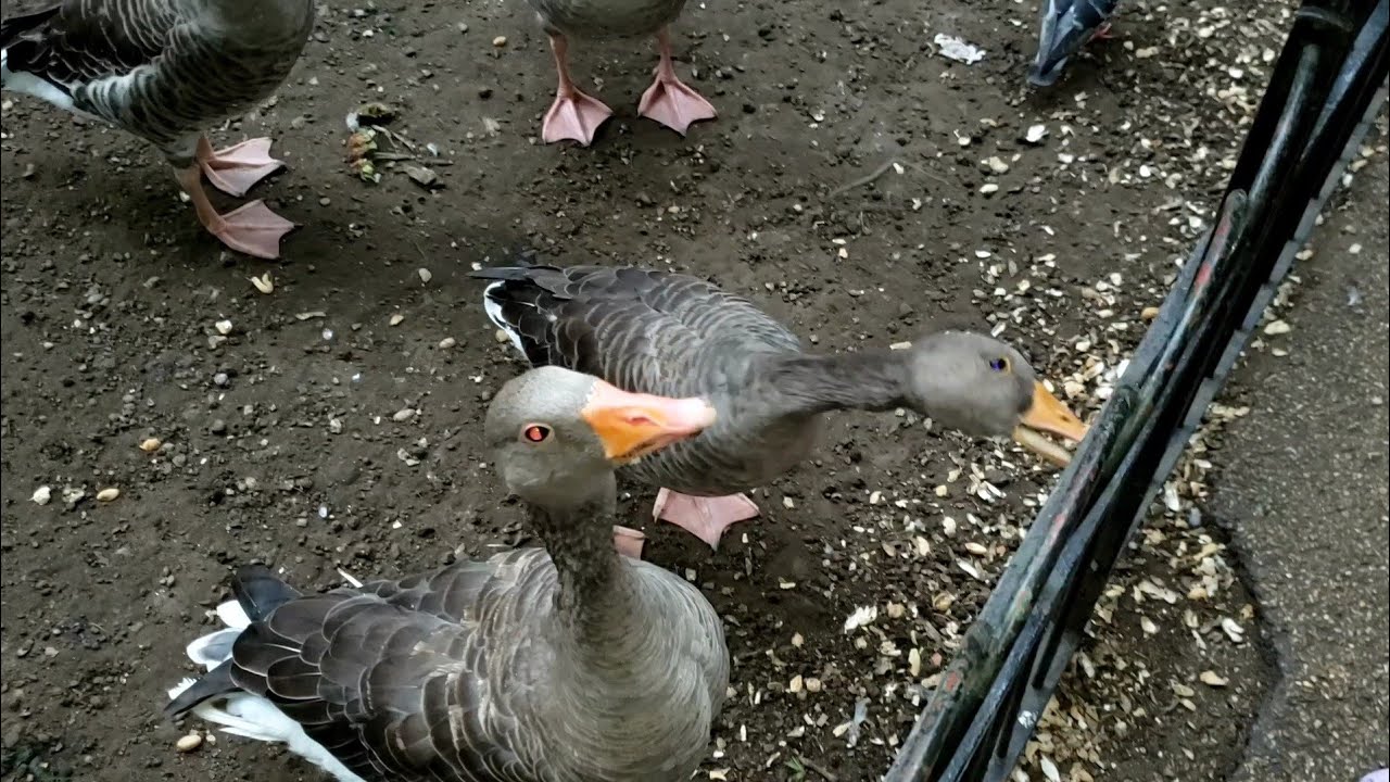Geese are so excited they chew on the metal railing - YouTube