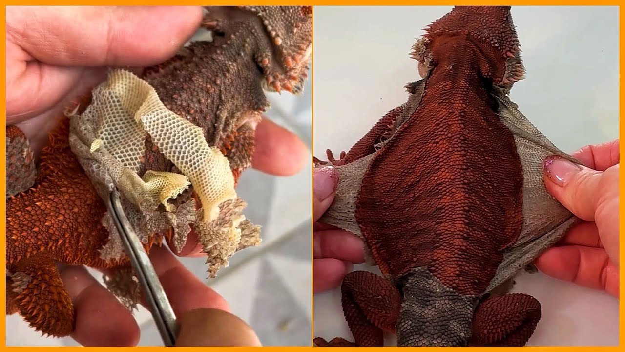 Full ASMR Shedding Skin Bearded Dragon Series 7 | So Satisfying! - YouTube