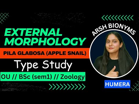 External morphology of Pila glabosa | type study - pila glabosa|phylum ...