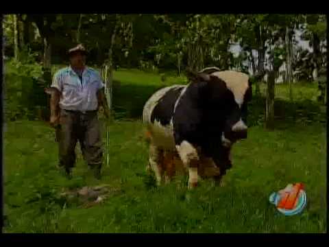 Toros enanos - YouTube