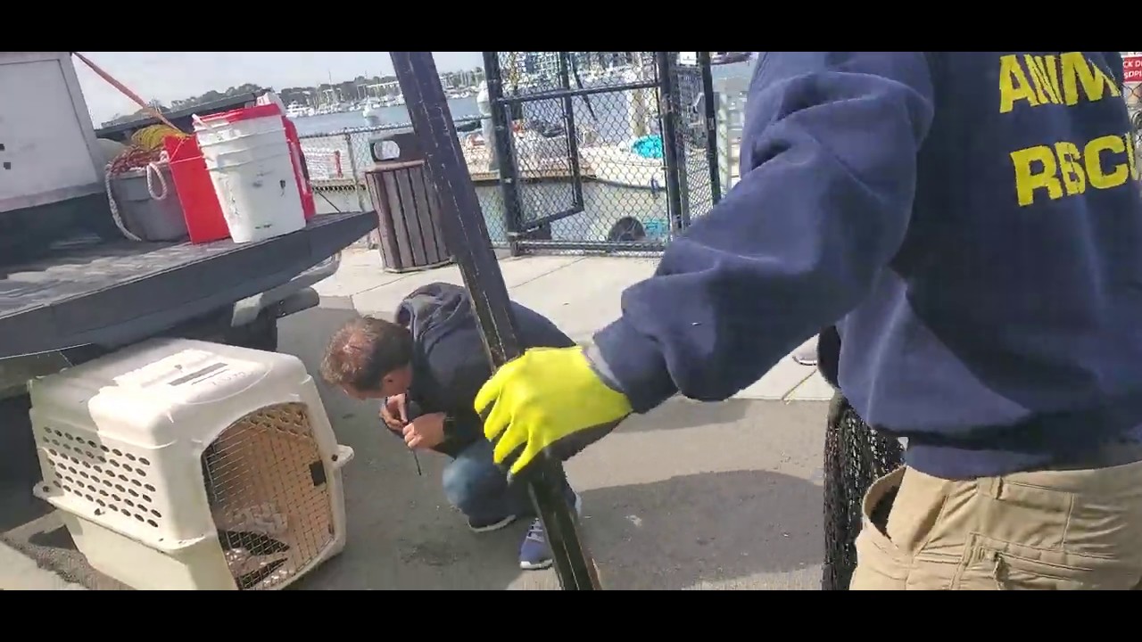 Emotional Baby sea lion rescue Marina Del Rey - YouTube
