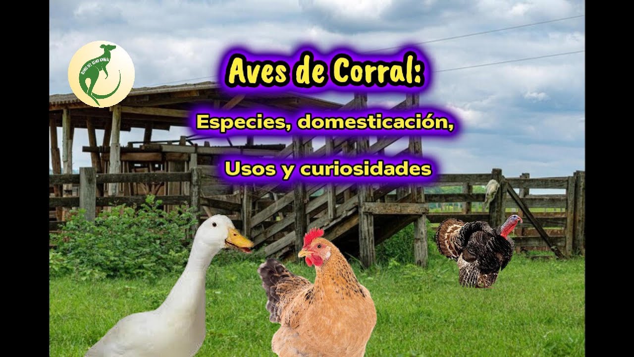 AVES DE CORRAL: Historia, domesticación, usos y curiosidades (Con Fiona ...