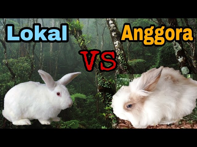 Kelinci Anggora Lokal