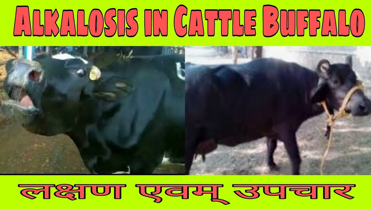 Alkalosis in Cattle Buffalo - YouTube