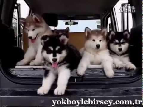 Tatlılıkta Sınır Tanımayan Yavru Alaska Kurtları