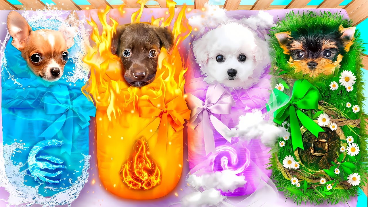 "Humne Fire, Water, Air, aur Earth Dogs Ko Adopt Kiya | Magic Element ...