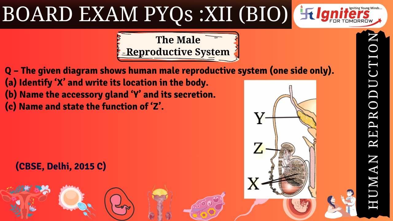 The given diagram shows human male reproductive system (one side only ...