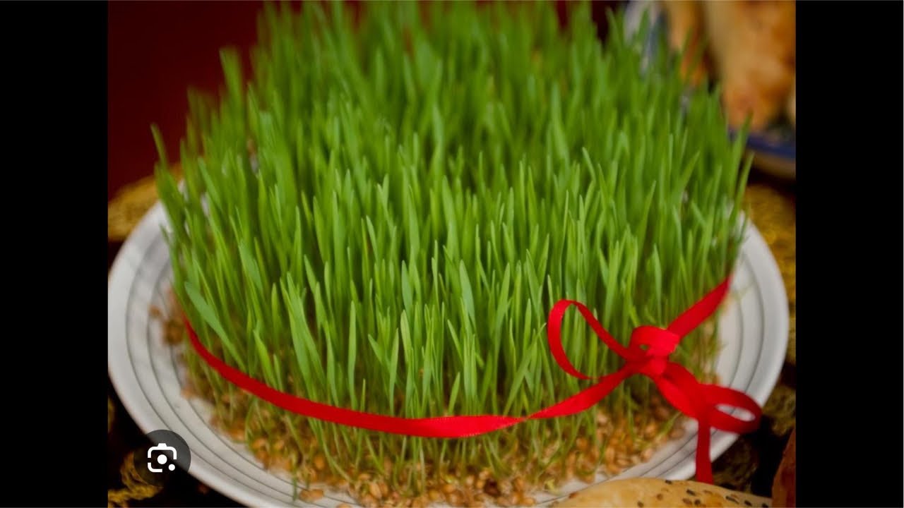 Afghan Traditionel dish and happy moments 🤗(Samanak)سمنو 😋 - YouTube