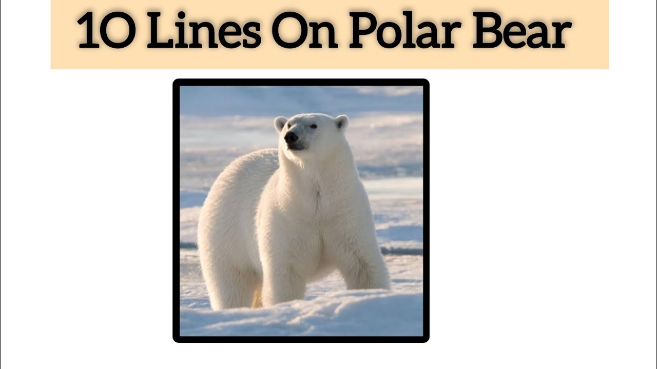 10 Lines On Polar Bear||Polar Bear par 10 lines kaise kare||#Essay# ...