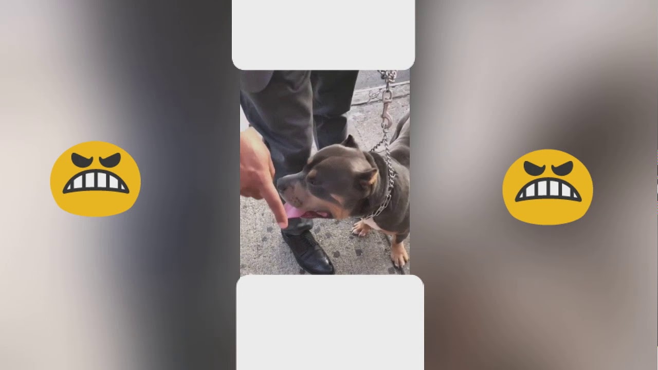 El perro viaja primero que el DJ TOPO - YouTube