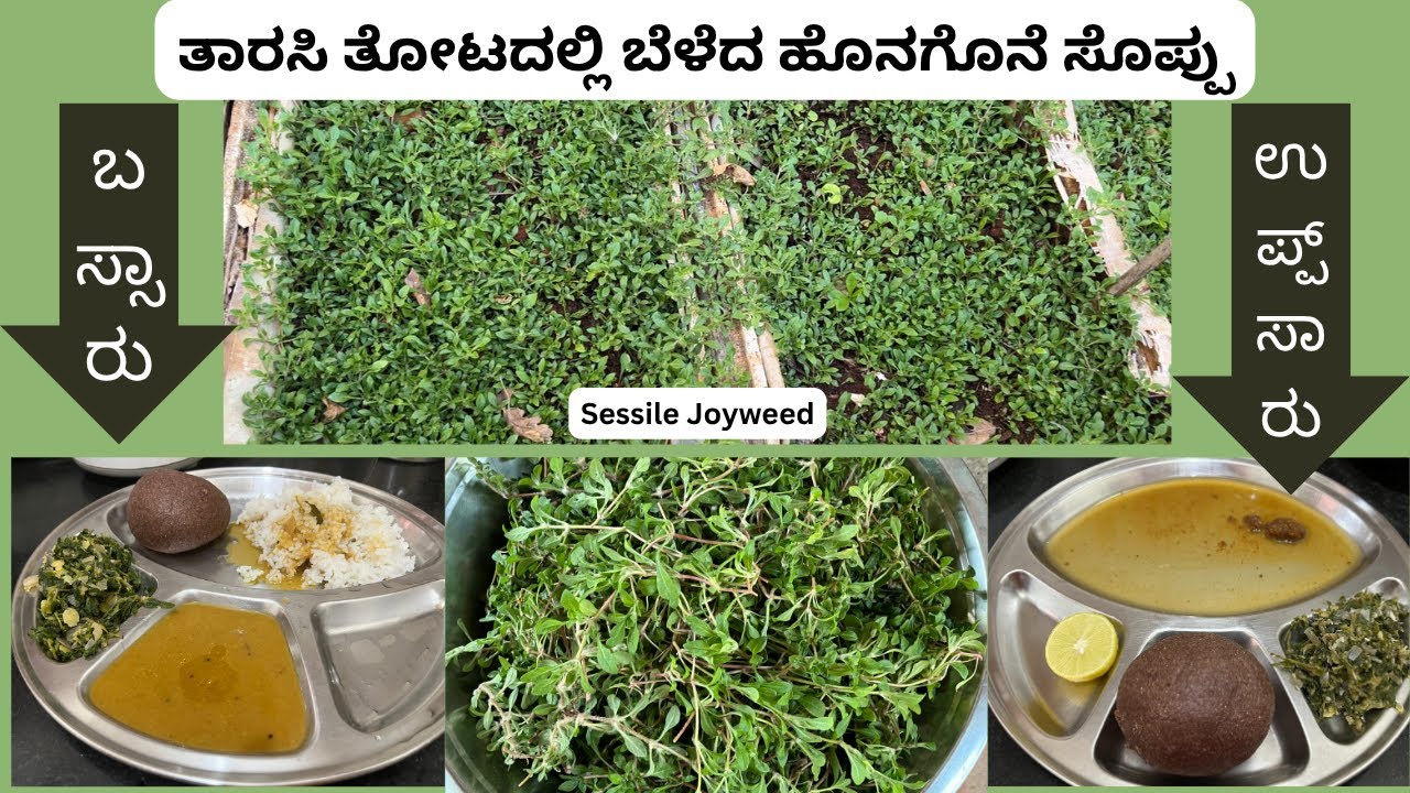 ಹೊನಗೊನೆ ಸೊಪ್ಪಿನ ಬಸ್ಸಾರು , ಉಪ್ಪ್ಸಾರು ಮತ್ತು ಪಲ್ಯ | Bassaru for Mudde ...