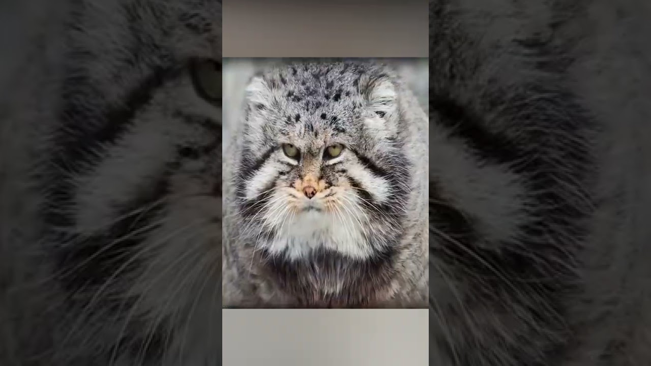 KUCING PALLAS SANG SANGAR YANG IMUT - YouTube